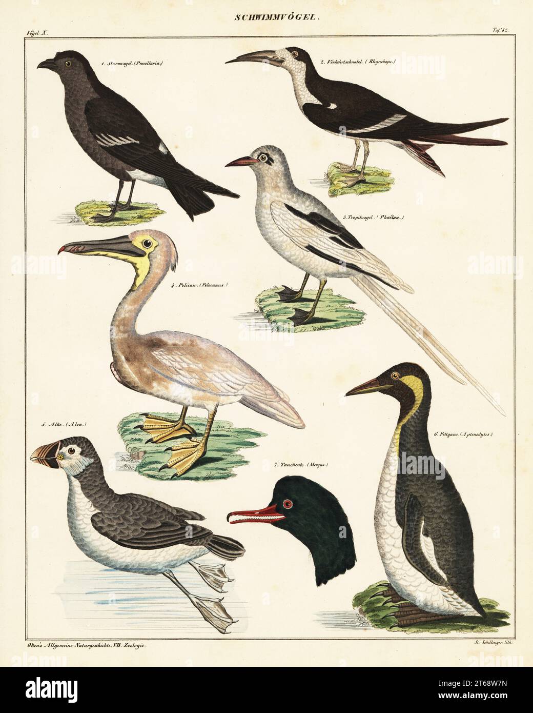 Varieties of sea birds. Schwimmvogel. 1 Storm petrel, Provellaria ...
