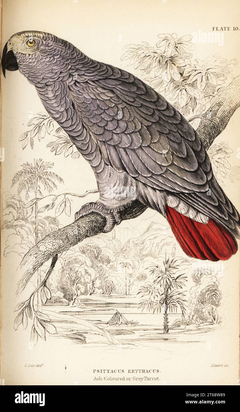 Congo grey parrot, Psittacus erythacus. Endangered. Ash-coloured parrot ...