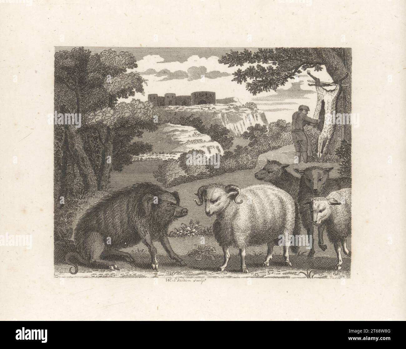 The Wild Boar and the Ram. A boar chastises a domesticated sheep while ...