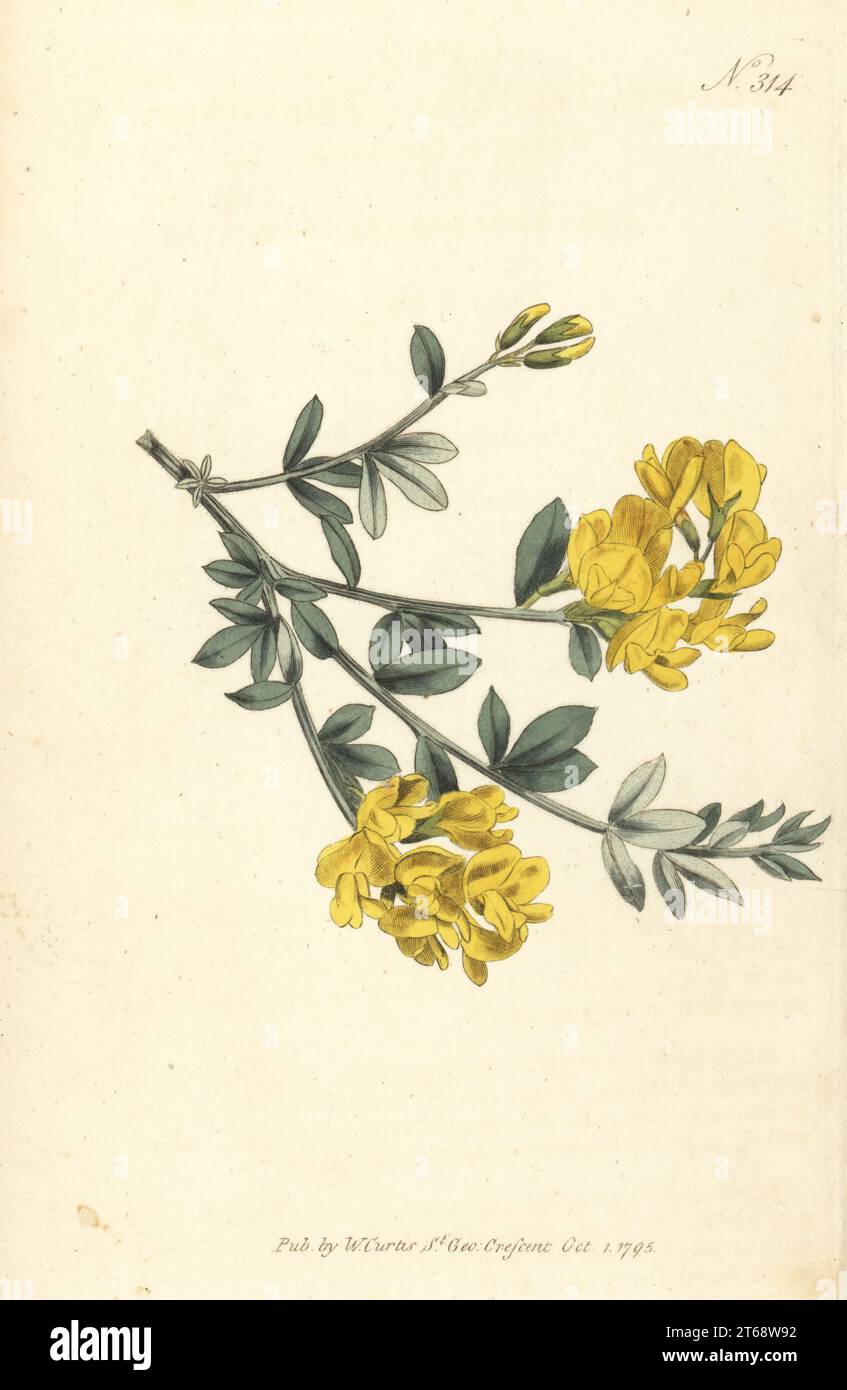 Triangular-stalked genista, Genista triquetra or Spartium triquetrum ...