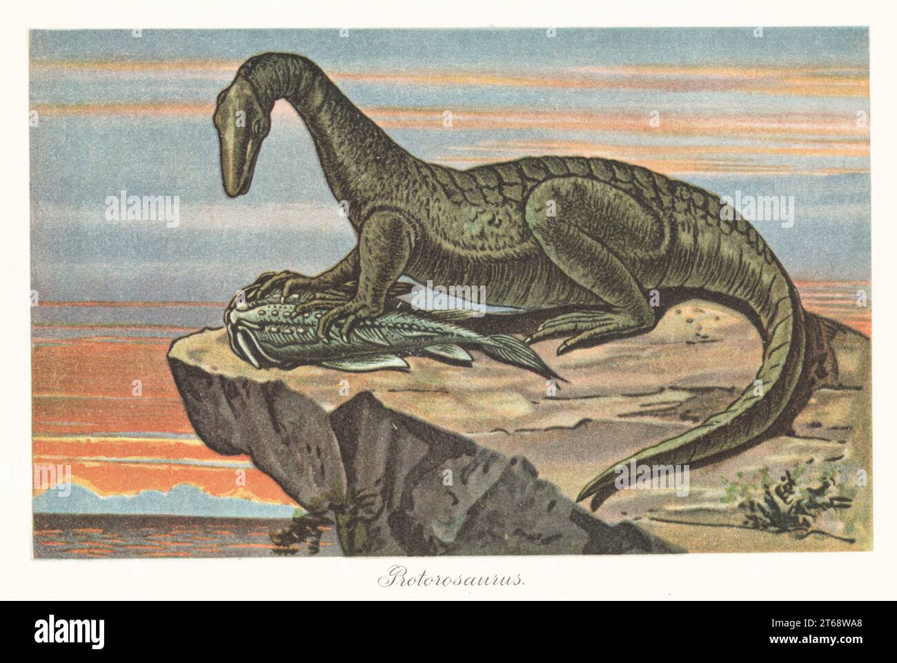 Reconstruction of a Protorosaurus speneri, lizard-like archosauromorph ...