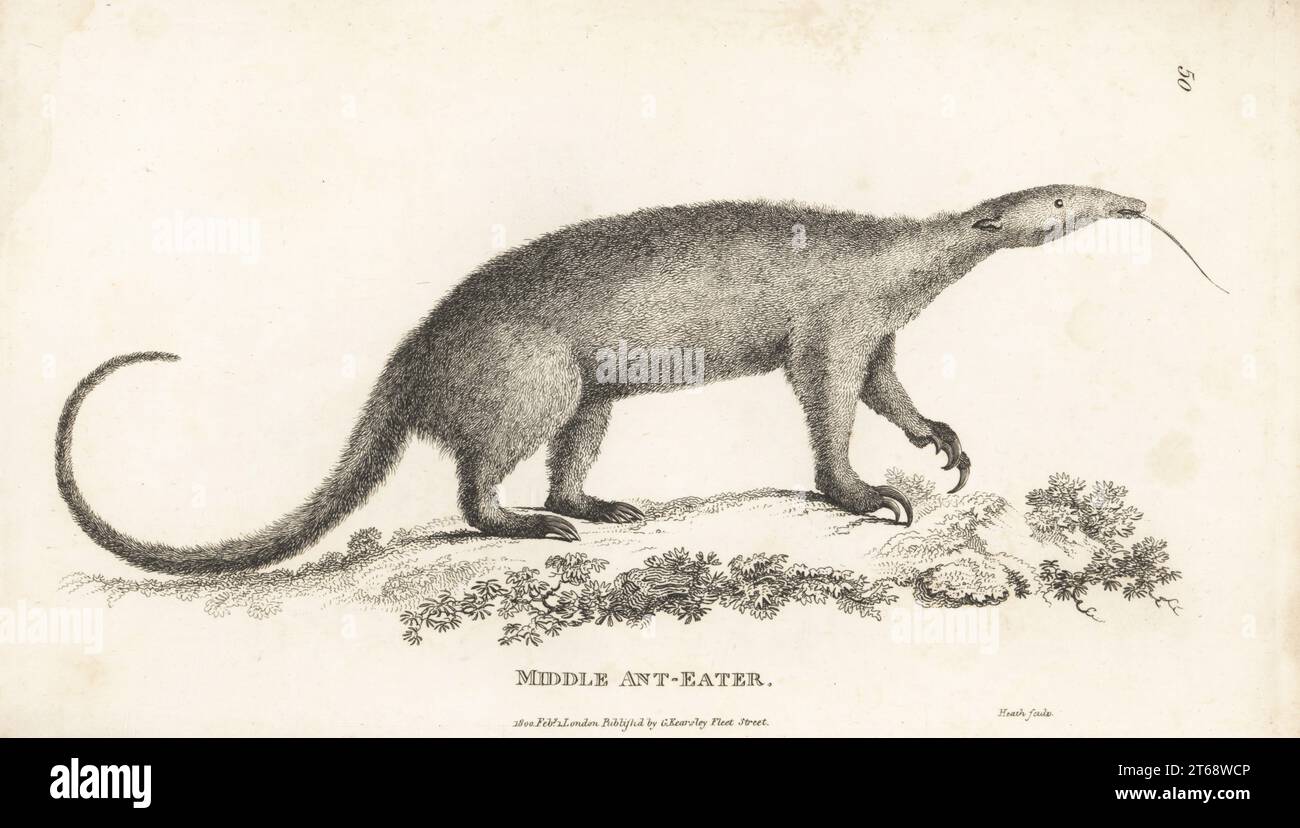 Southern tamandua, collared anteater or lesser anteater, Tamandua ...