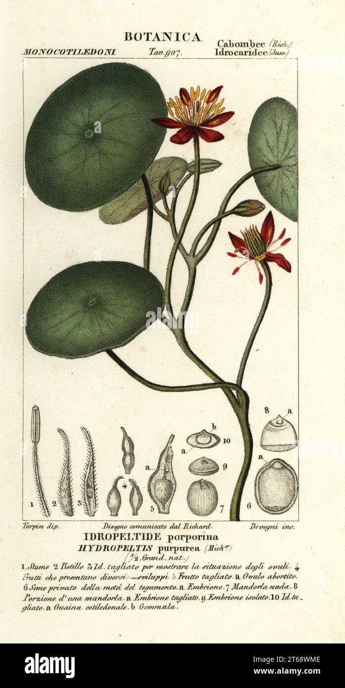 Junsai, Brasenia schreberi (Hydropeltis purpurea, Idropeltide porporina ...
