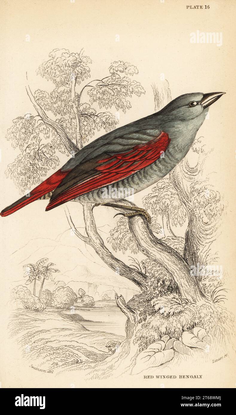 Red-winged pytilia, Pytilia phoenicoptera (Red-winged bengaly, Pytilia ...