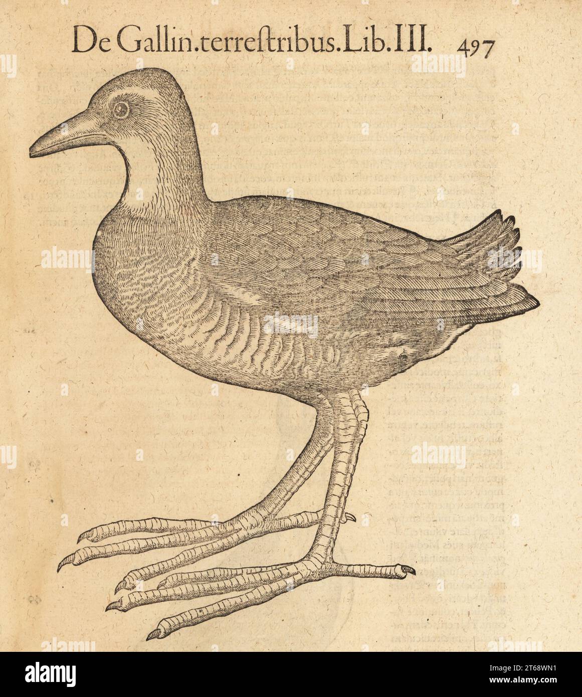 Species of moorhen, possibly the waterhen, Gallunula chloropus. De ...