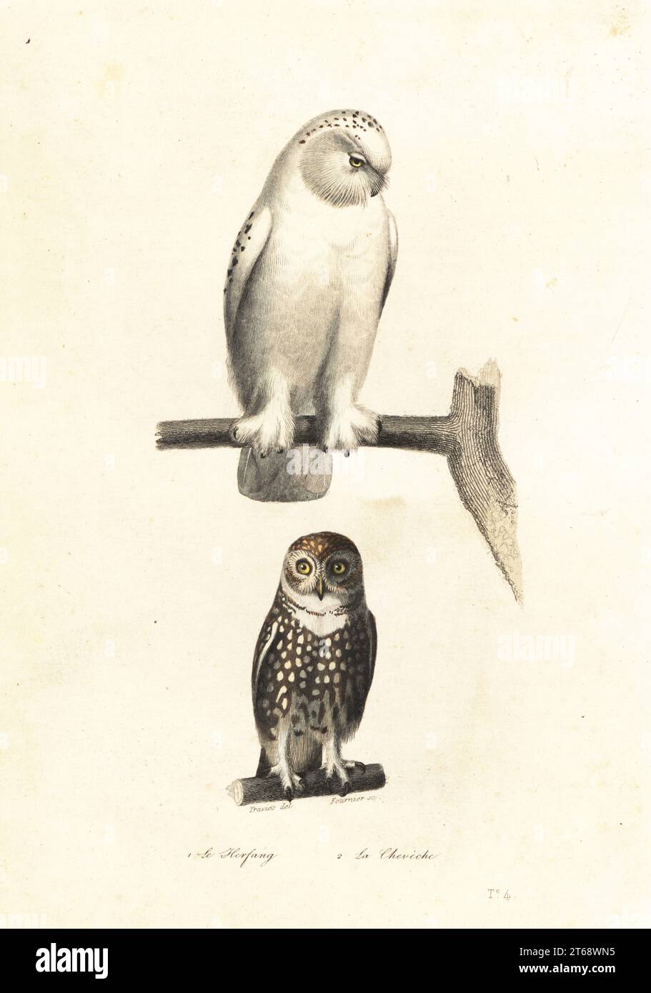 Glaucidium passerinum illustration hi-res stock photography and images ...