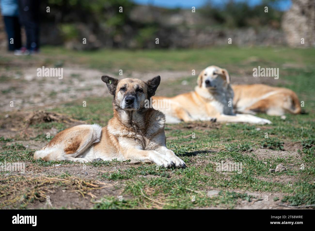 Group stray dogs hi-res stock photography and images - Alamy