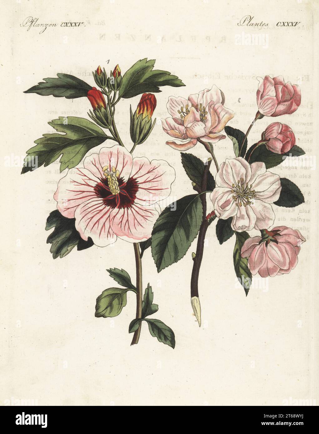 Syrian pear, Pyrus syriaca 1, and Chinese crab apple, Malus spectabilis ...