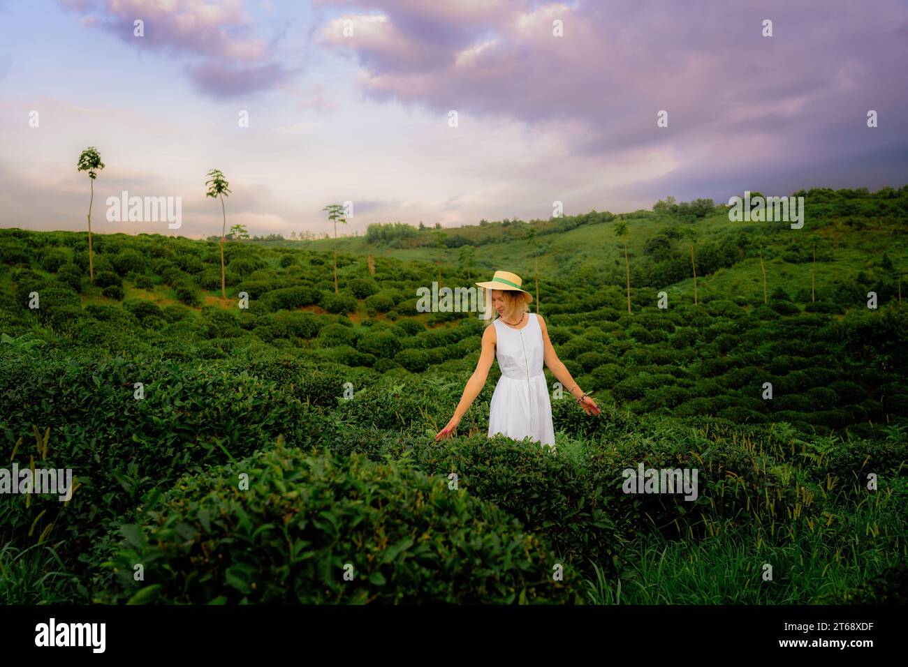 Traveler woman with tea bushes in Guria Stock Photo - Alamy