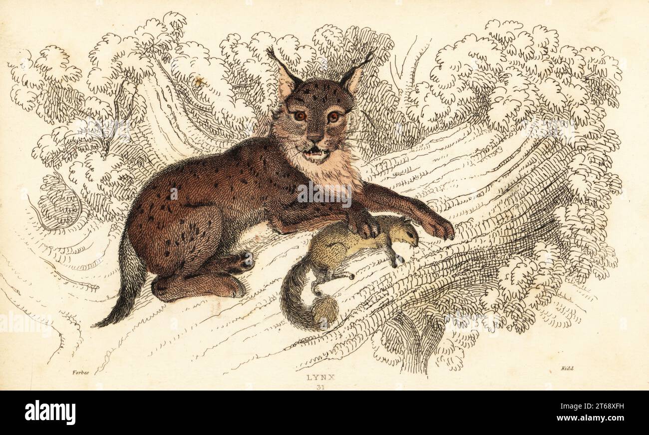 Eurasian lynx, Lynx lynx (Common lynx, Felis lynx). On a branch with ...