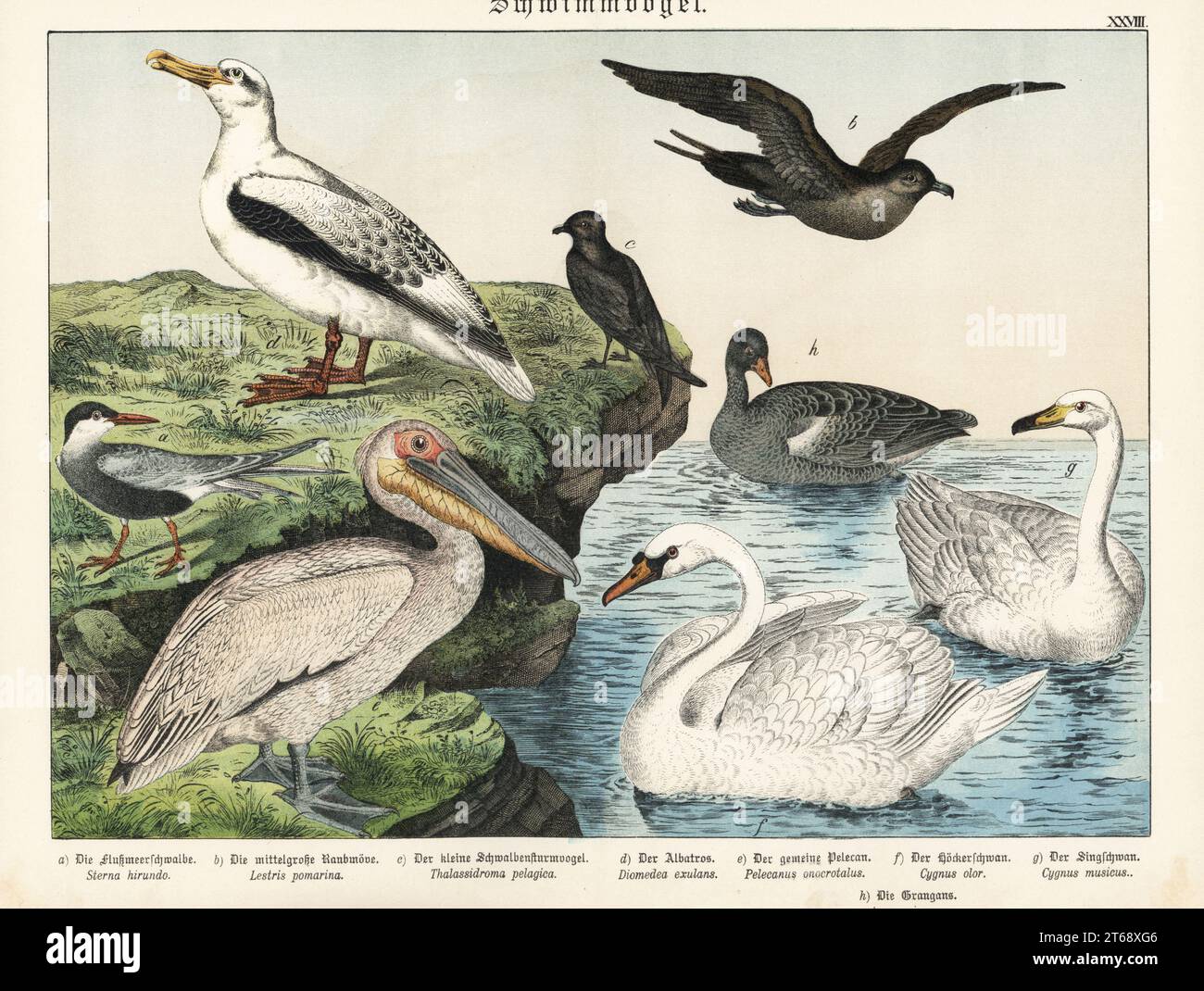 Stercorarius pomarinus lestris pomarina hi-res stock photography and ...