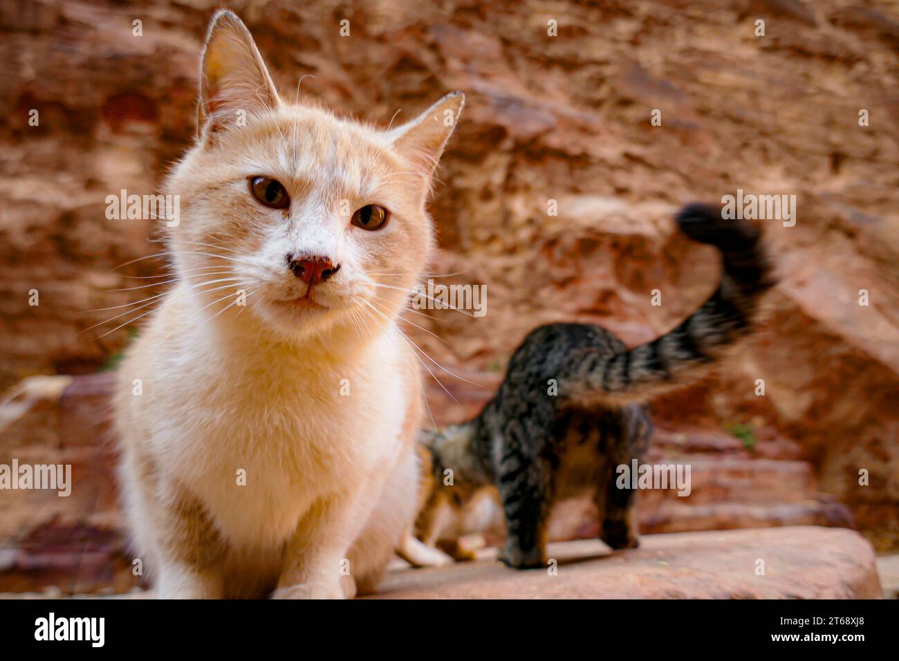The cute cats standing on a rock on the blurry background Stock Photo ...