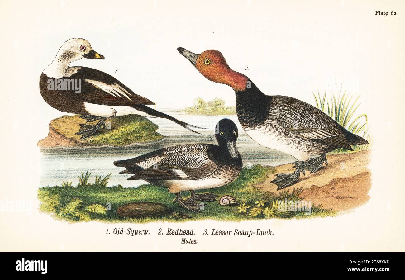 Long-tailed duck, Clangula hyemalis 1, redhead, Aythya americana 2, and ...