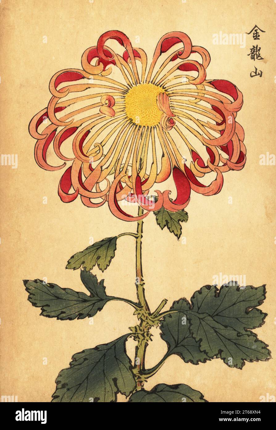 Hybrid pink spoon chrysanthemum with curled petals, Chrysanthemum ...