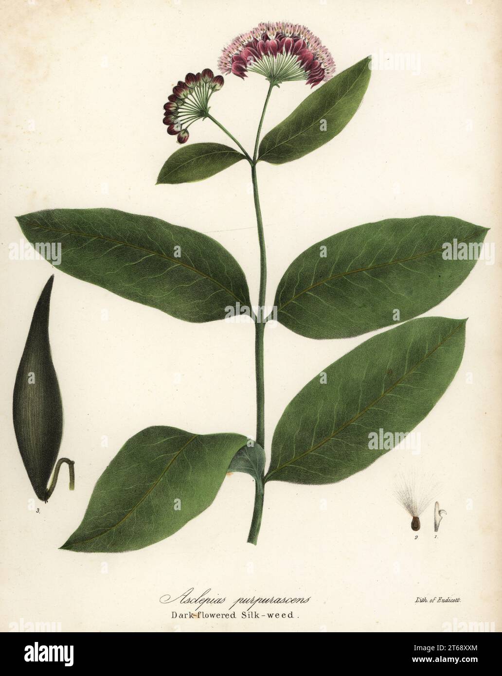 Purple milkweed or dark-flowered silk-weed, Asclepias purpurascens ...