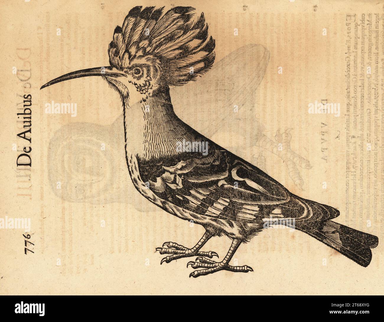 Ibik hi-res stock photography and images - Alamy