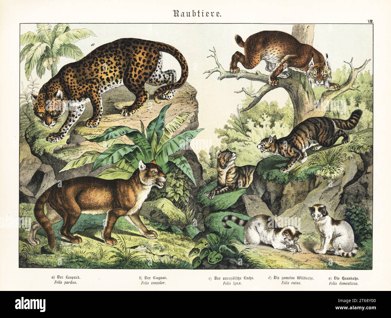 Leopard, Panthera pardus a, cougar, Puma concolor b, lynx, Lynx lynx c ...