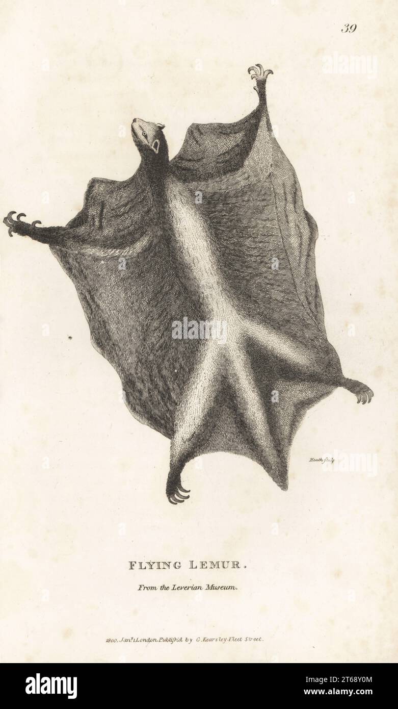 Philippine flying lemur, Cynocephalus volans. Flying colugo ...