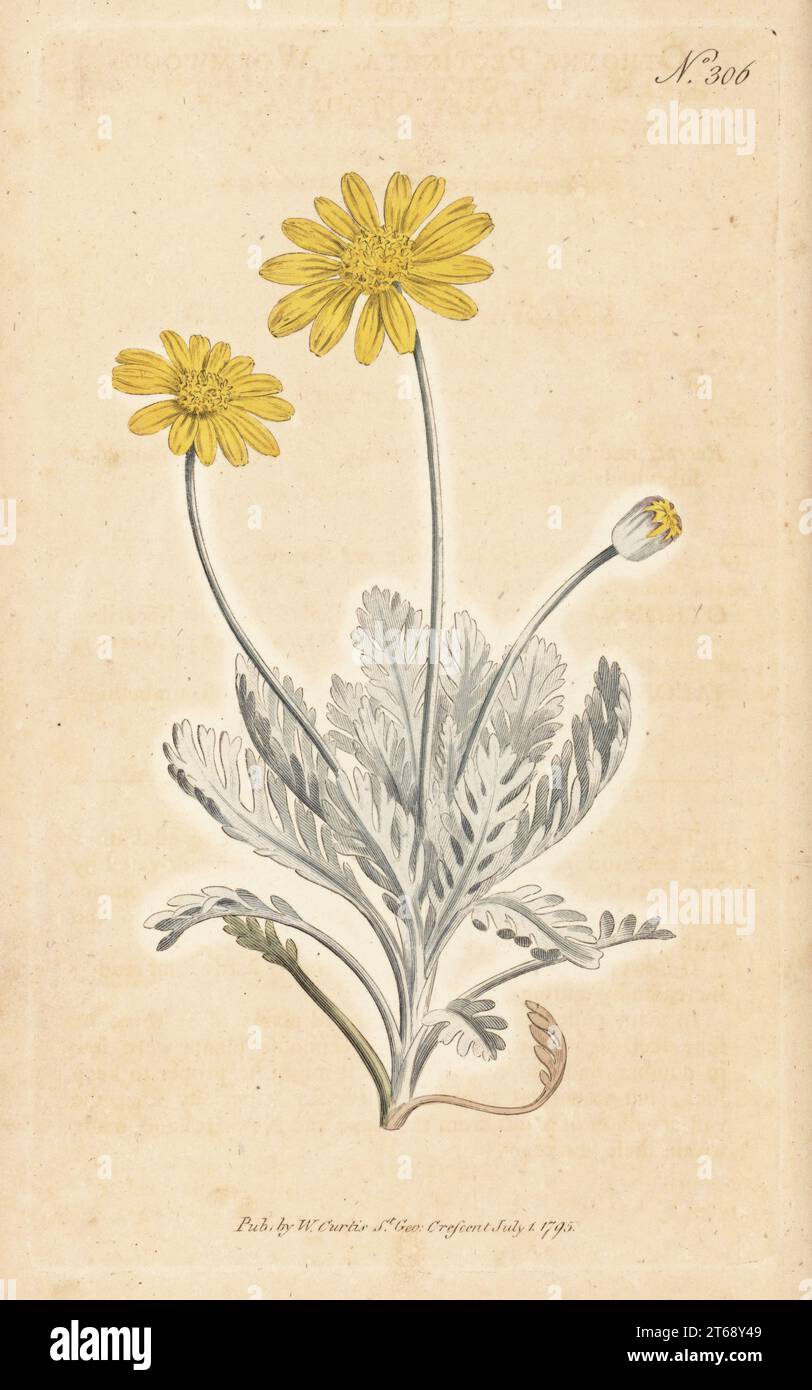 Grey-leaved euryops, Euryops pectinatus subsp. pectinatus. Wormwood ...