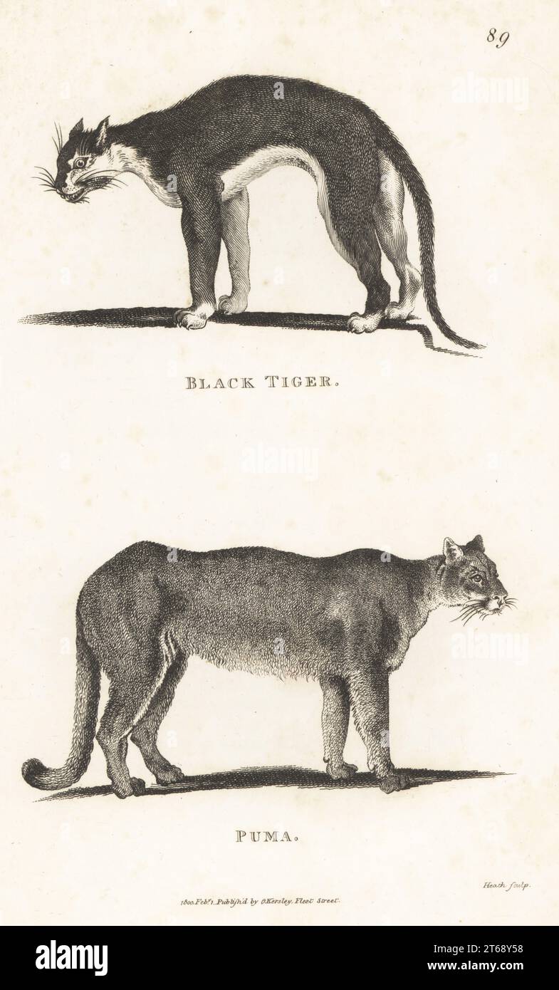 Melanistic jaguar, Panthera onca, and cougar, Puma concolor. Black ...