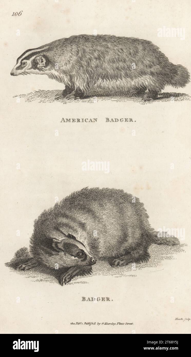 American badger, Taxidea taxus, and European badger, Meles meles ...