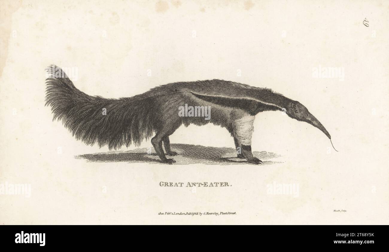 Giant anteater, Myrmecophaga tridactyla. Great ant-eater, Myrmecophaga ...