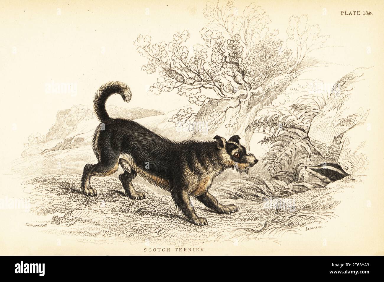 Scottish terrier or Scotch terrier, Canis lupus familiaris (Canis ...