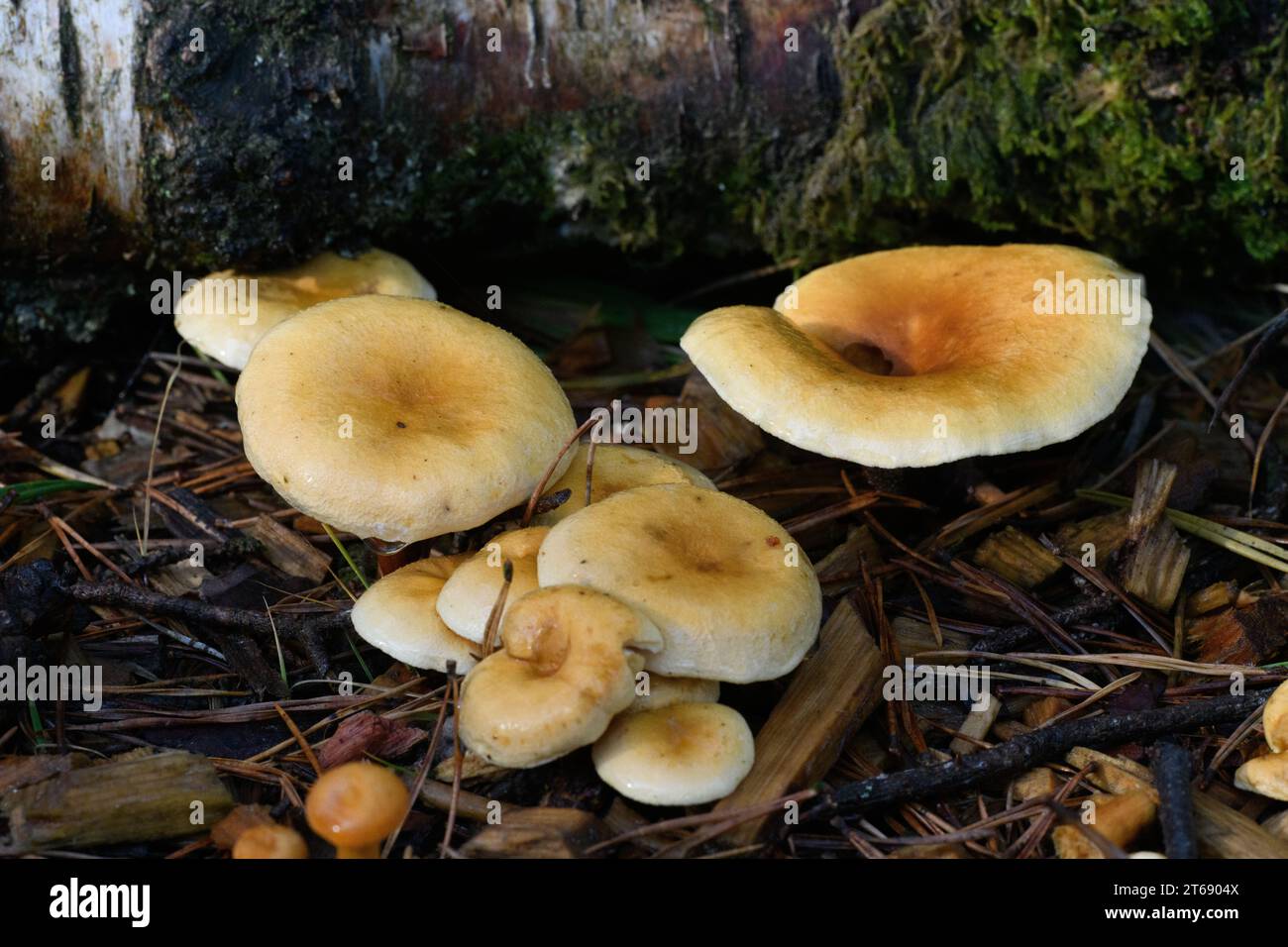 Birch Milkcap (Lactarius tabidus) fungi Stock Photo - Alamy