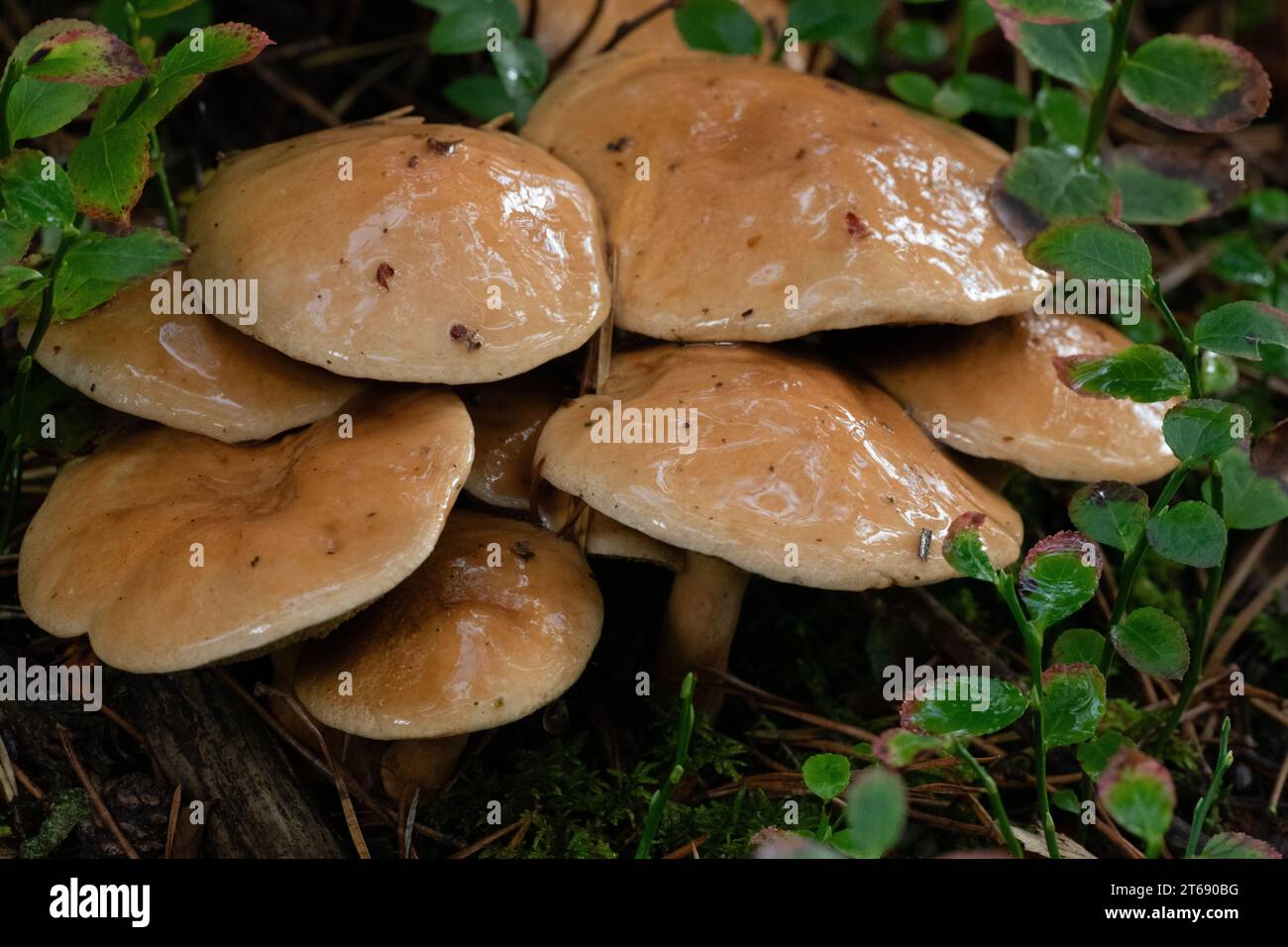 Slippery Jack fungi (Suillus luteus) group Stock Photo - Alamy