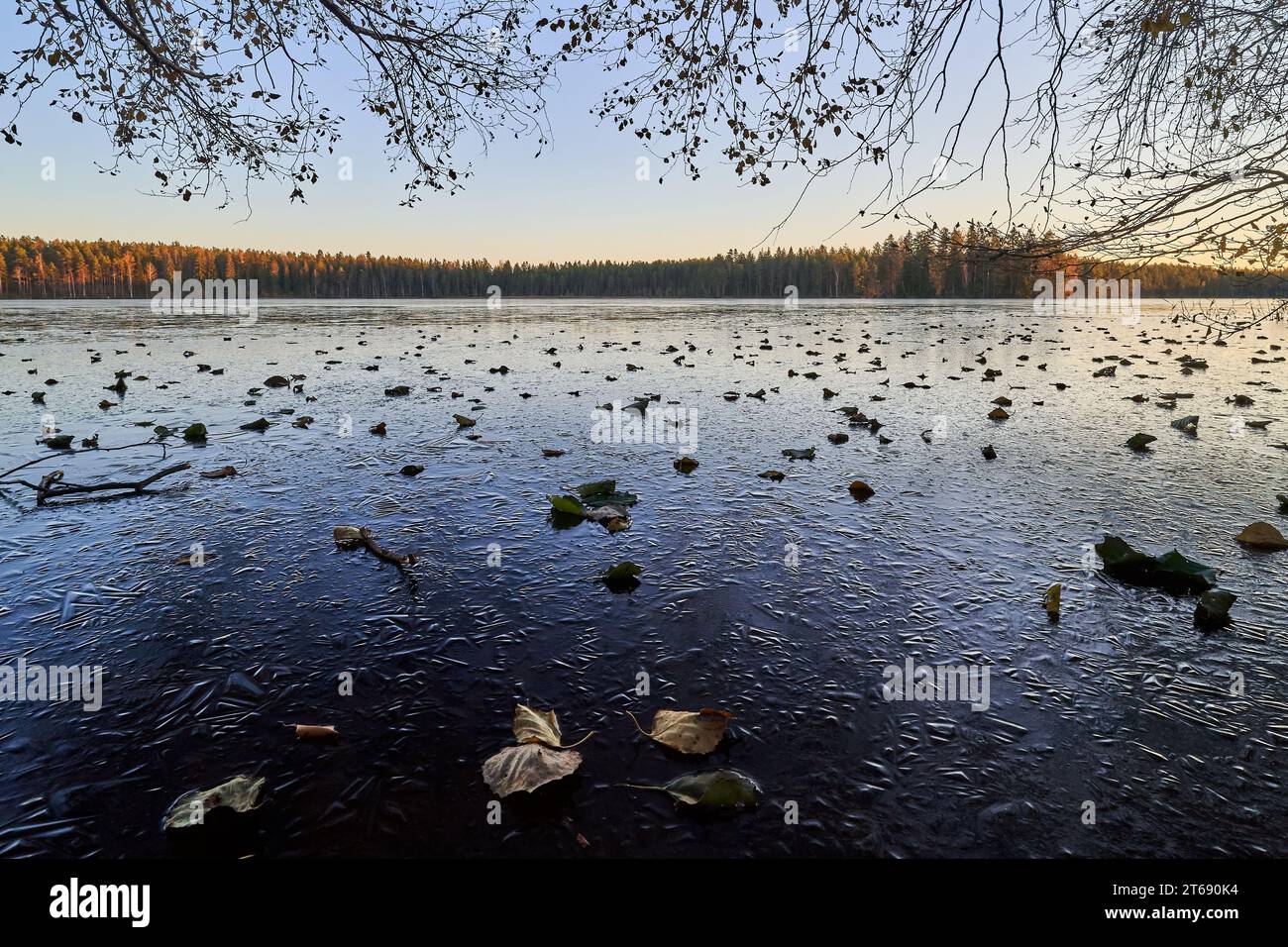 A tranquil lake setting featuring lush trees and foliage, with placid ...