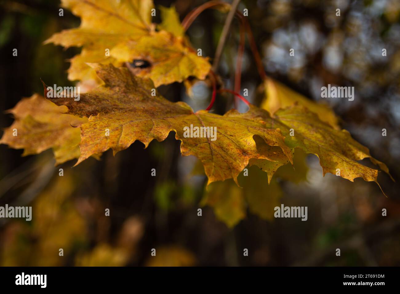 Yellow leaves in the fall Stock Photo - Alamy