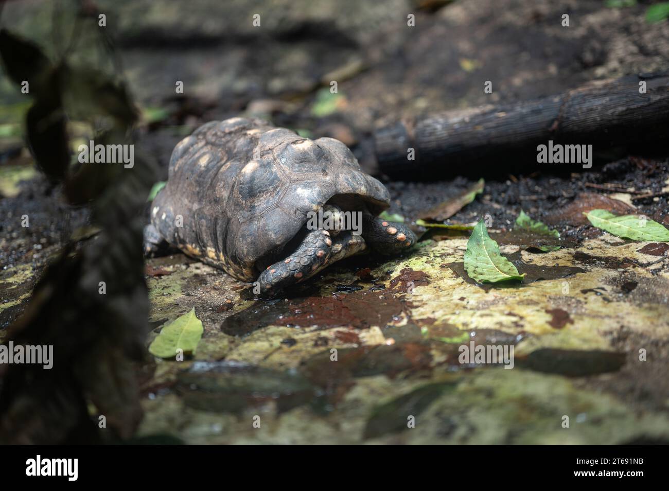 Detail of a turtle hidden in its shell Stock Photo - Alamy