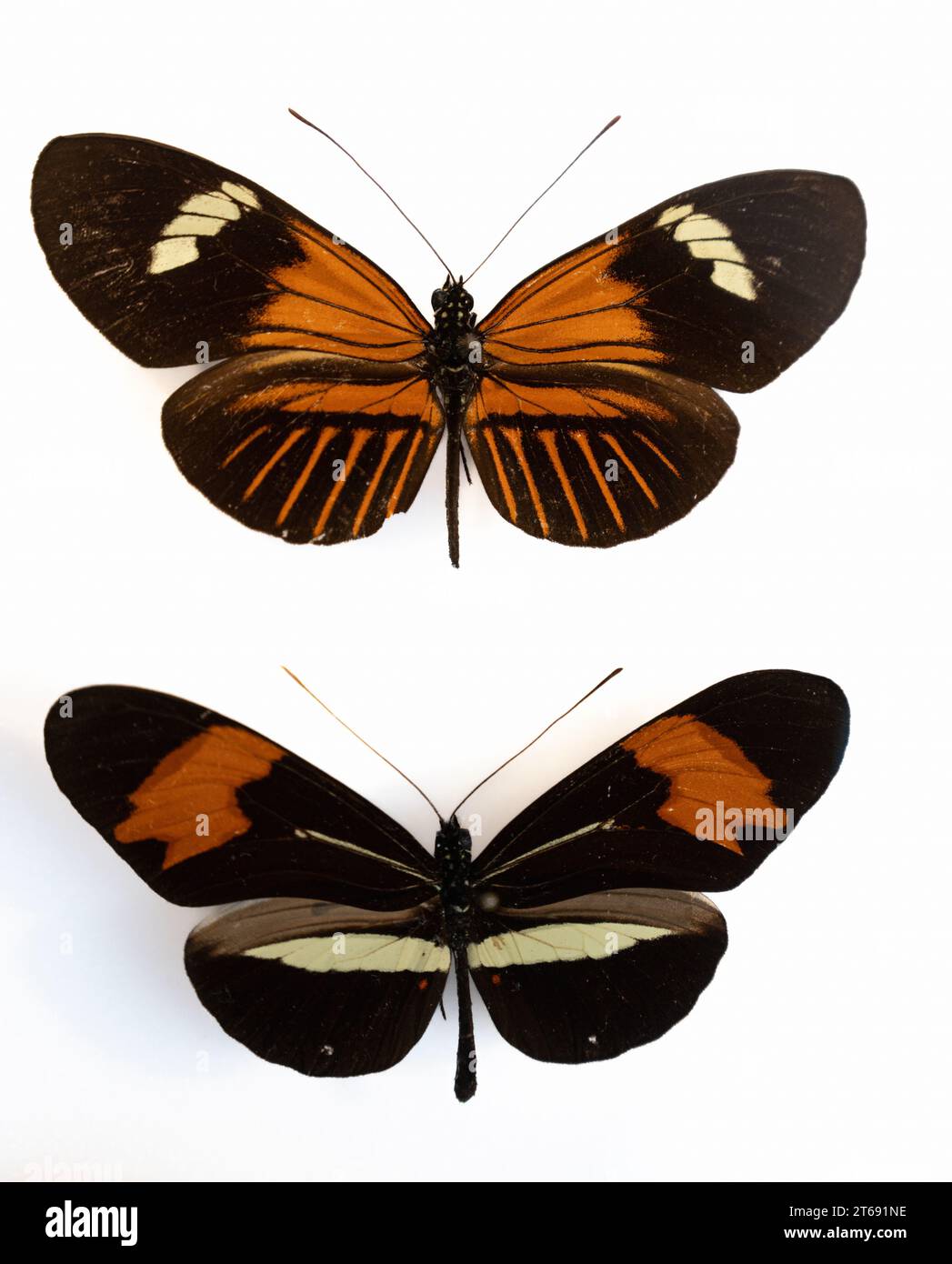 Detail of two Heliconius type butterflies orange and black on white ...