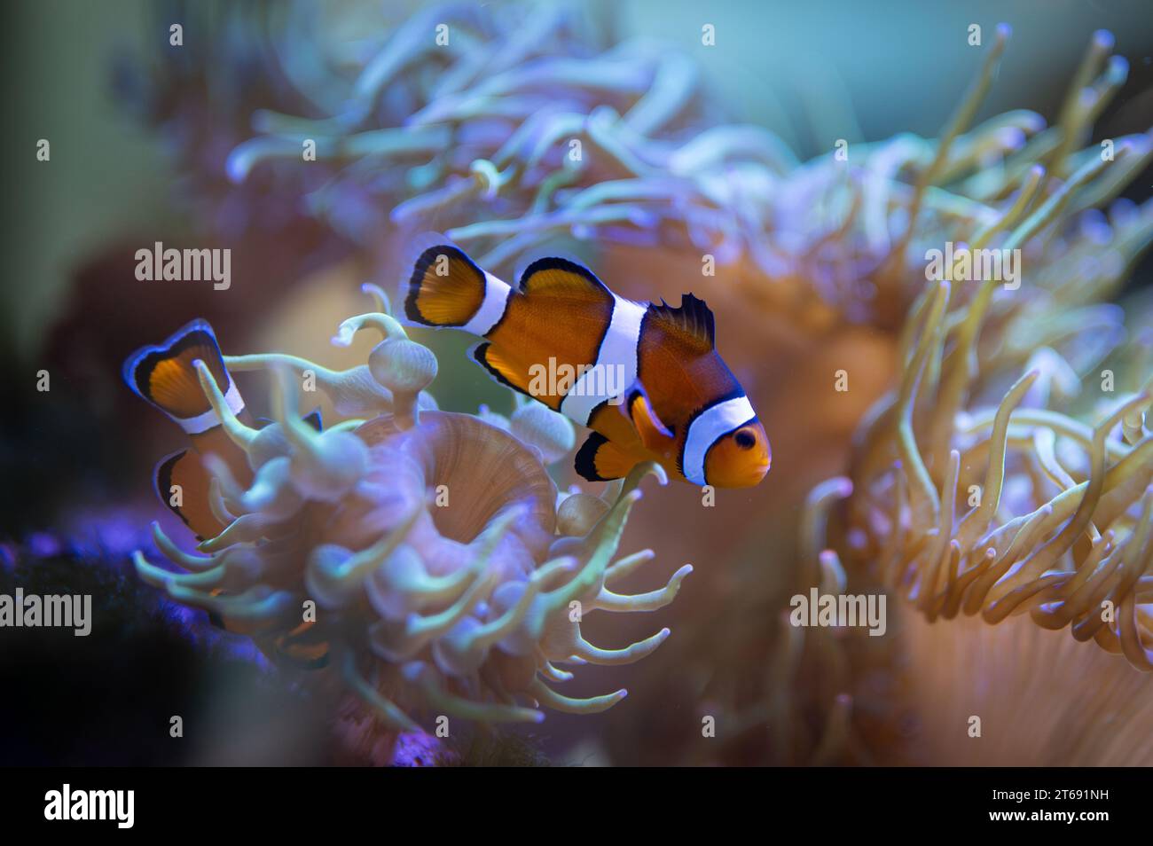 Detail of the small clownfish Amphiprioninae, swimming among the corals ...