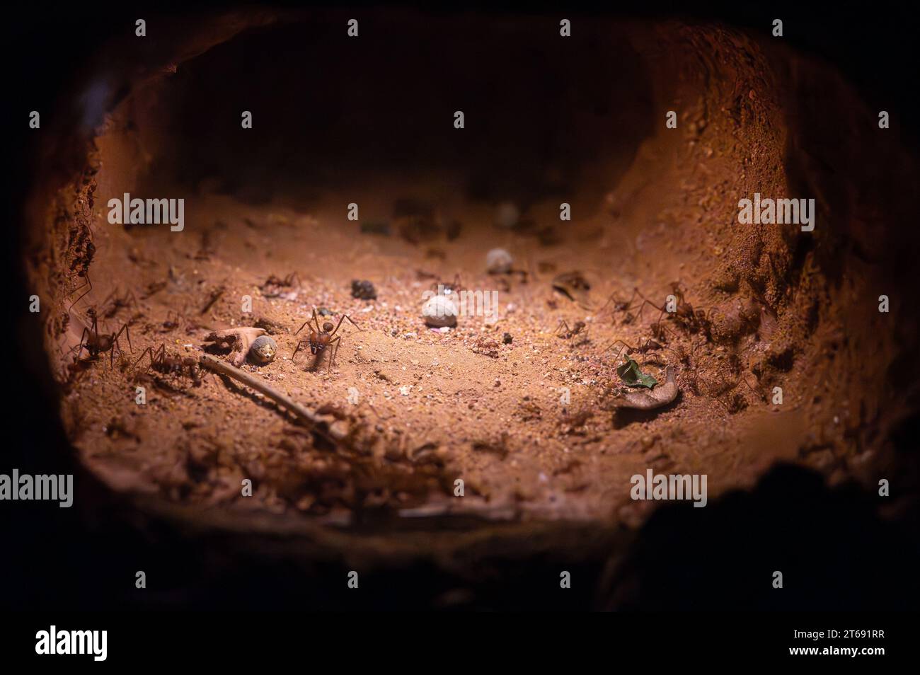 Detail of an anthill underground, cave and housing for ants Stock Photo ...