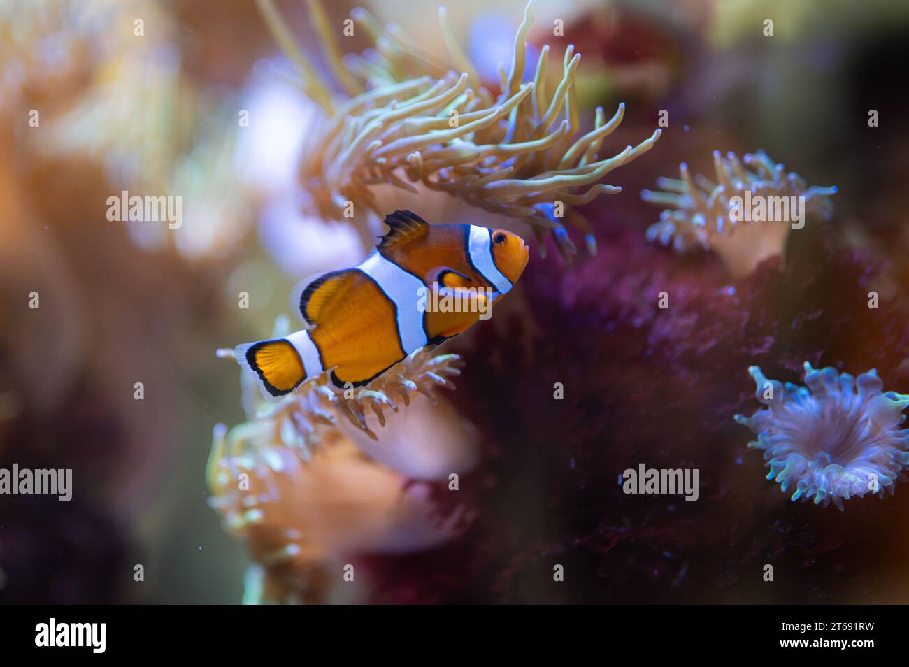 Detail of the small clownfish Amphiprioninae, swimming among the corals ...