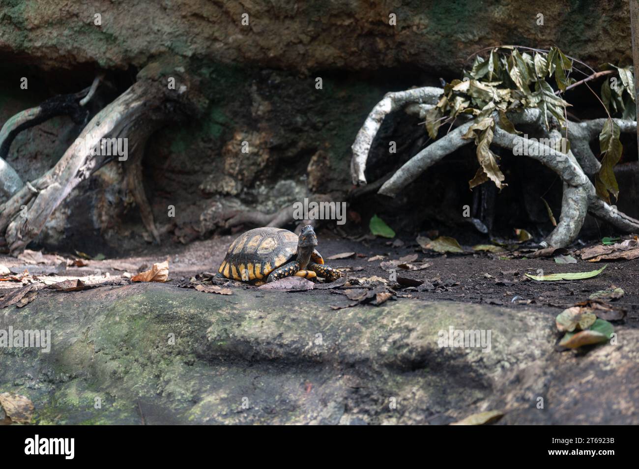 Detail of a turtle stretching its head Stock Photo - Alamy