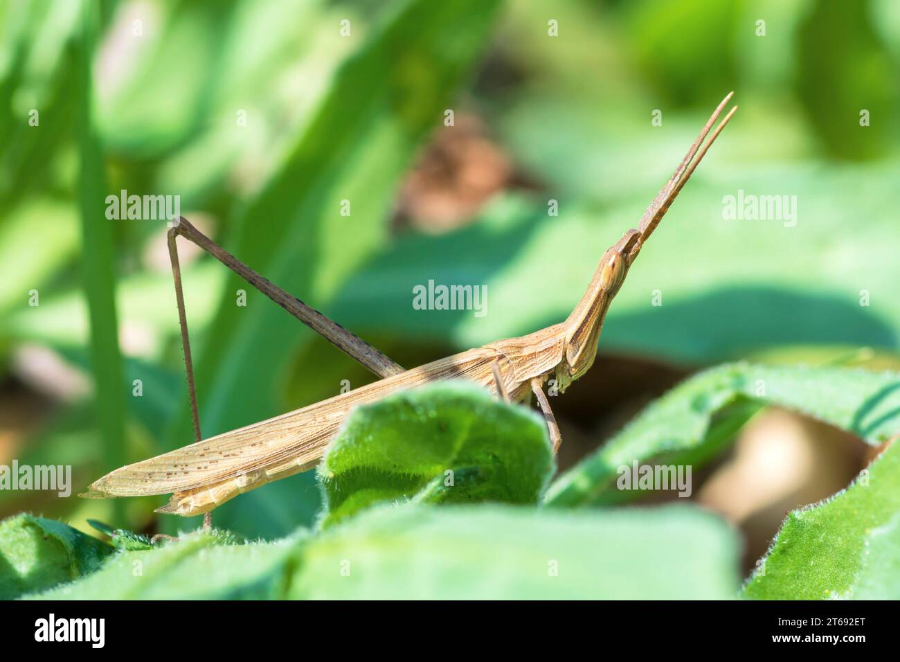 Slantface grasshopper, cone-headed grasshopper, genus Acrida Stock ...