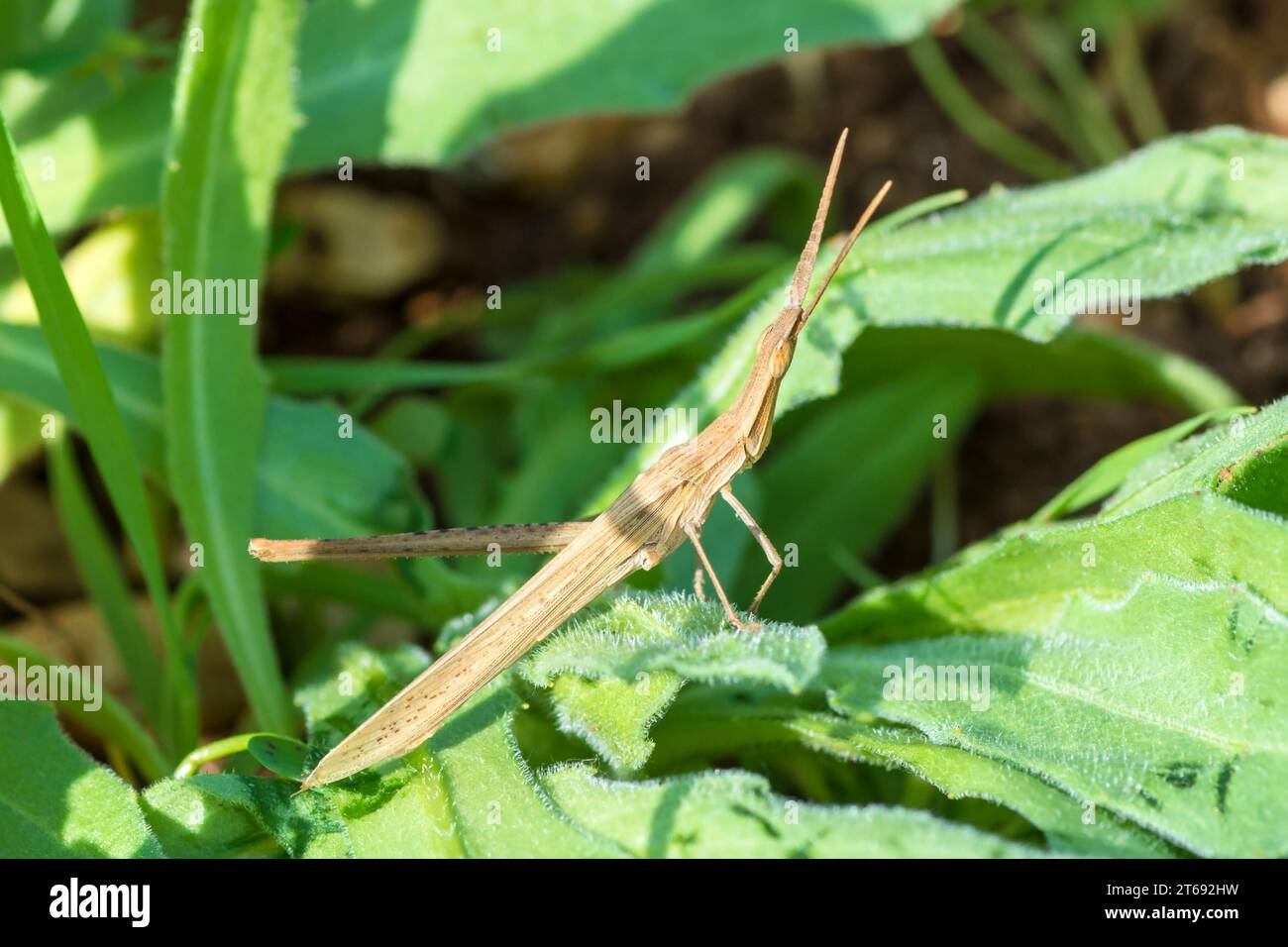 Slantface grasshopper, cone-headed grasshopper, genus Acrida Stock ...