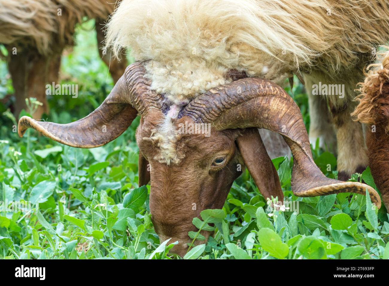 Adult male sheep hi-res stock photography and images - Alamy