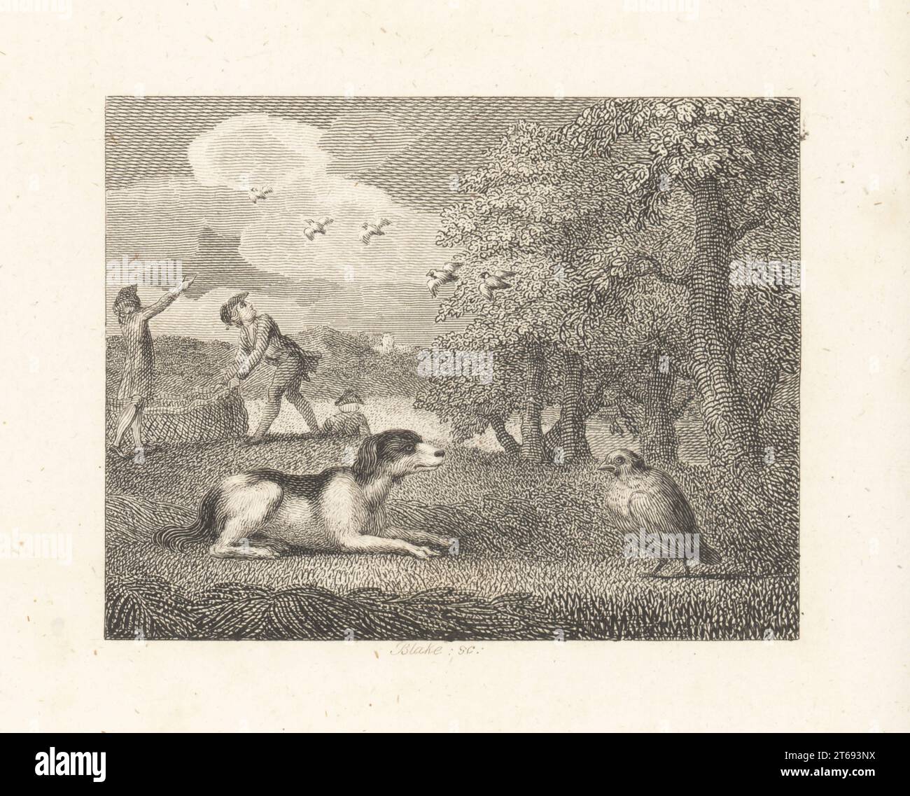 The Setting-Dog and the Partridge. A setter and a partridge face each ...