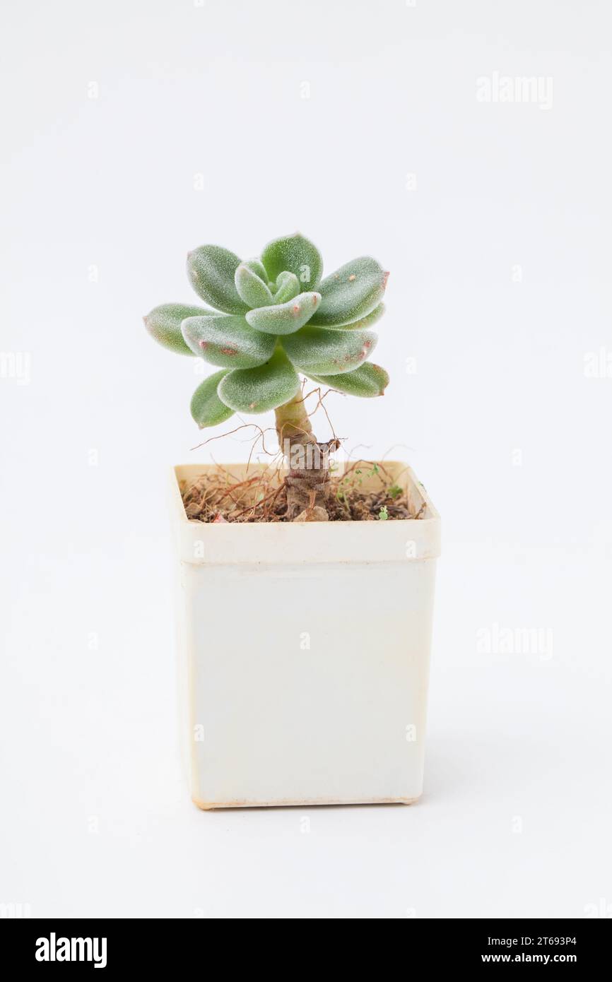Green fluffy Echeveria Pilosa x Laui Green rosette Succulent houseplant ...