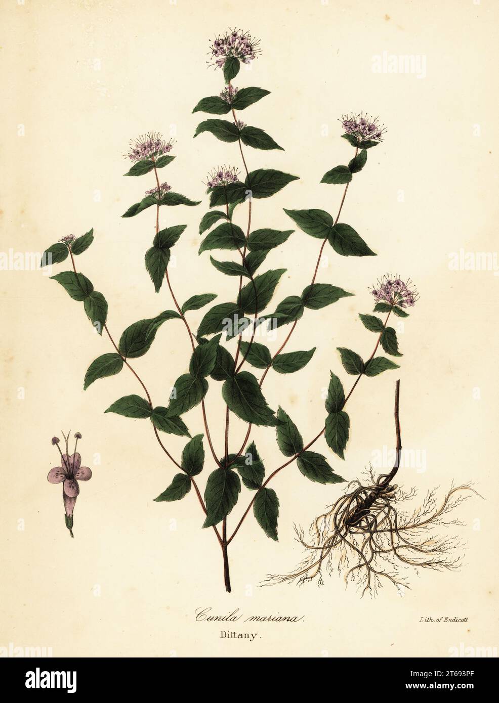 American dittany hi-res stock photography and images - Alamy