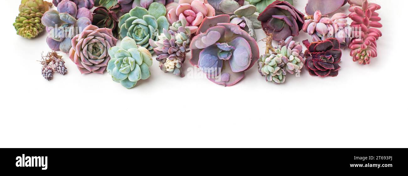 Floral border background. Succulent flower rosette border on white ...