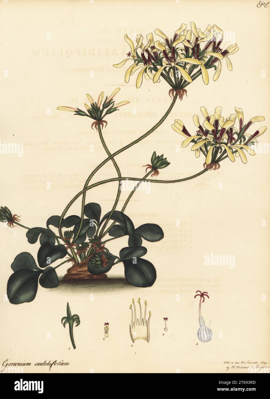 Geranium oxalidifolium hi-res stock photography and images - Alamy