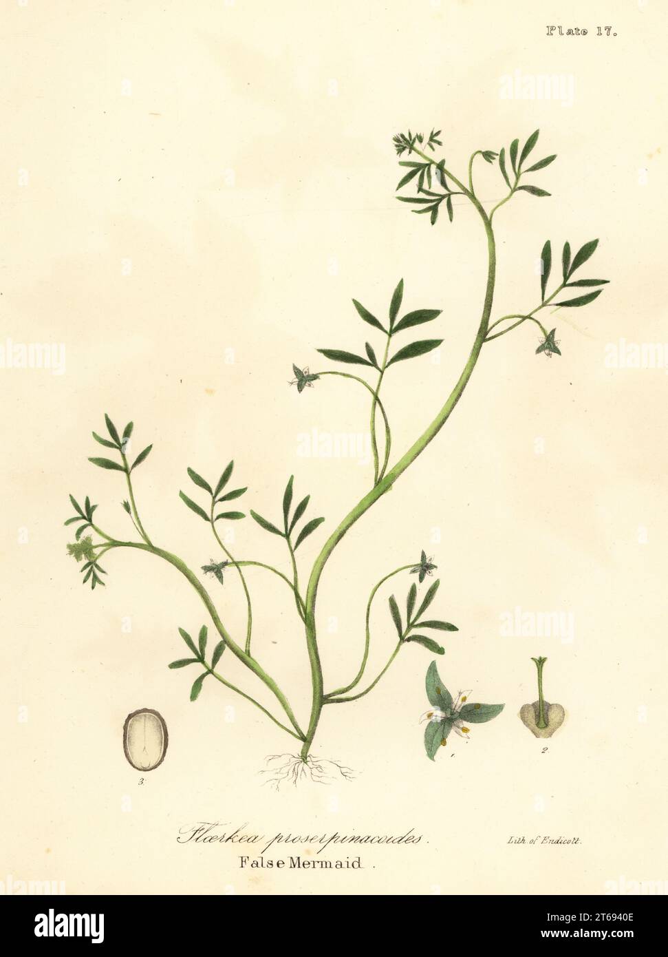 False mermaid, Floerkea proserpinacoides. Handcoloured lithograph by ...