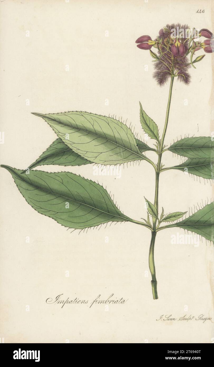 Bracted balsam or fimbriated balsam, Impatiens fimbriata. Native to the ...