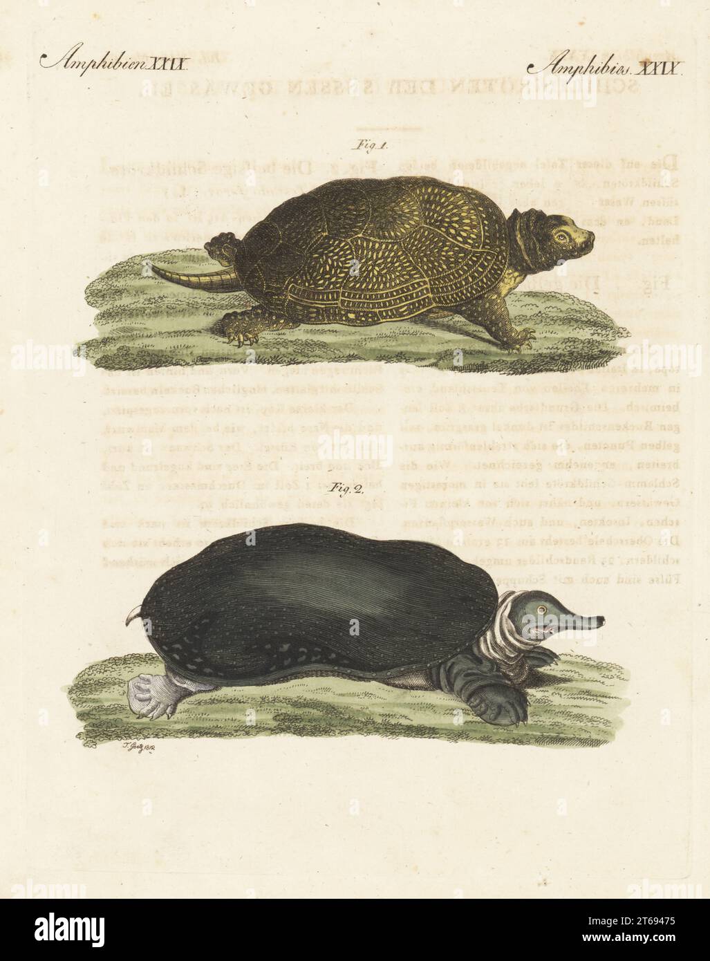 Blanding's turtle, Emydoidea blandingii, endangered 1, and Florida ...