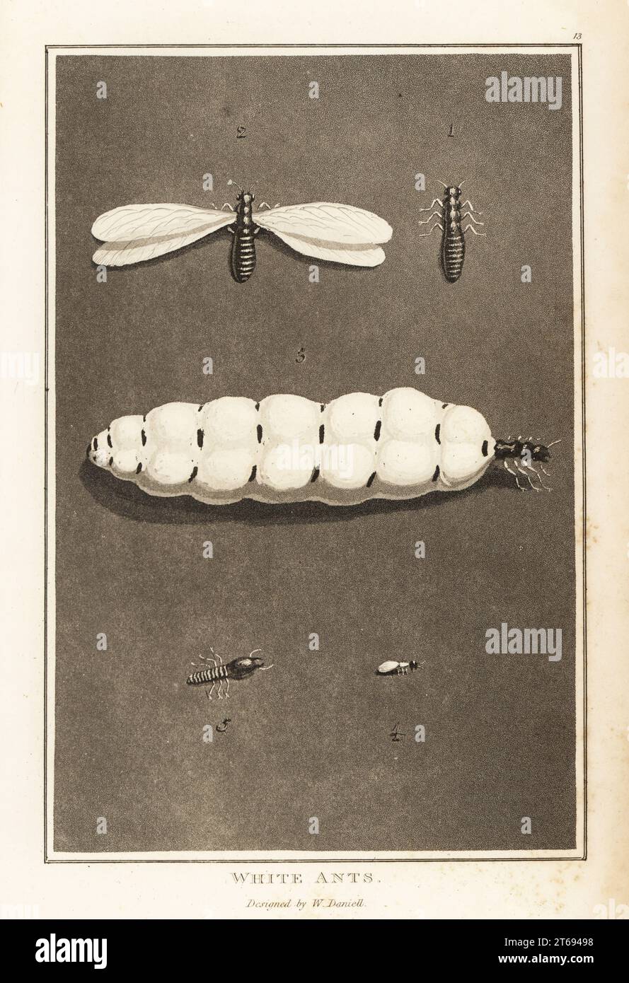 Termites, Macrotermes bellicosus. King 1, male 2, pregnant queen 3 ...