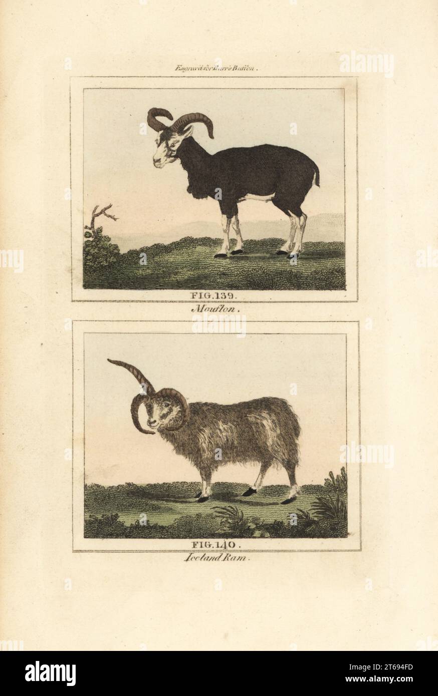 Mouflon, Ovis gmelini 139 and long-haired, multi-horned Iceland ram ...
